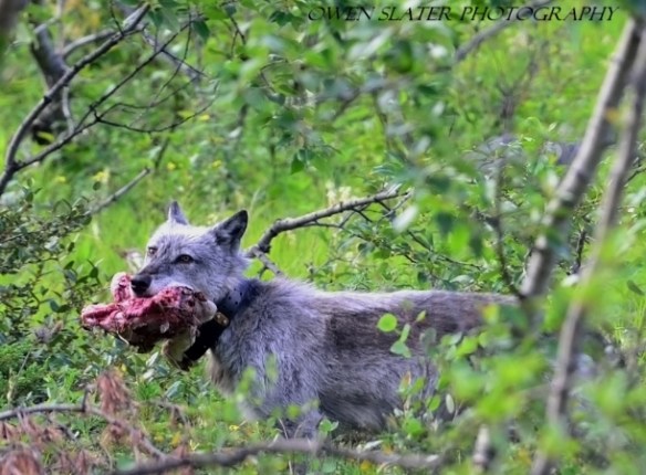 Wolf Eating Sheep Gray Wolf | Size, Habitat, Diet, Predators, & Facts